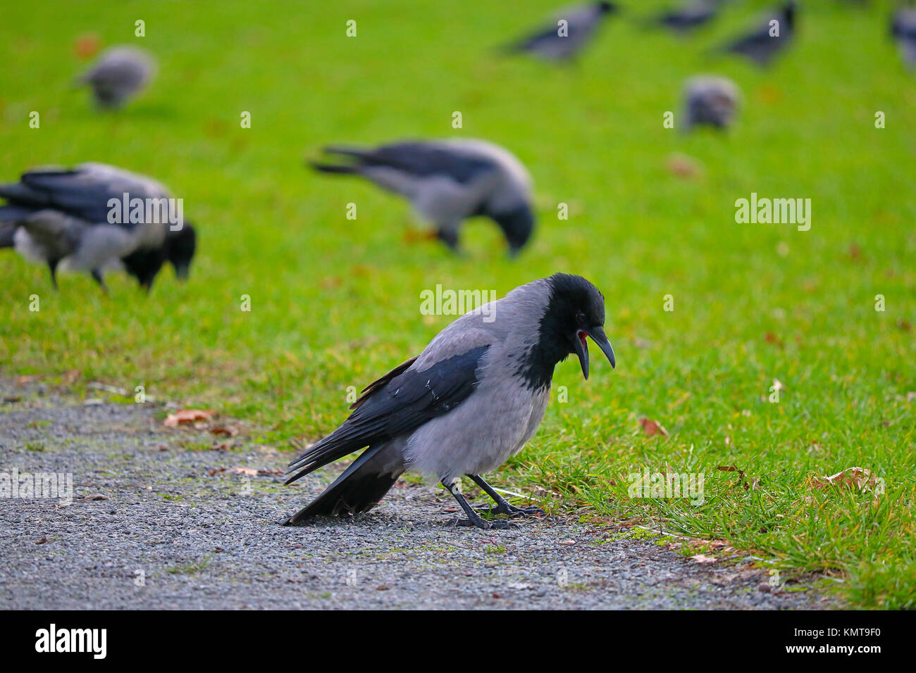 Crow team hi-res stock photography and images - Alamy