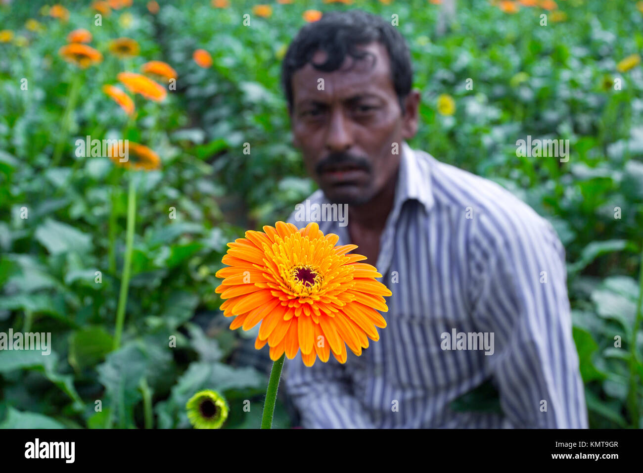 Gerbera Cultivation at a private green house farm in savar, Dhaka ...