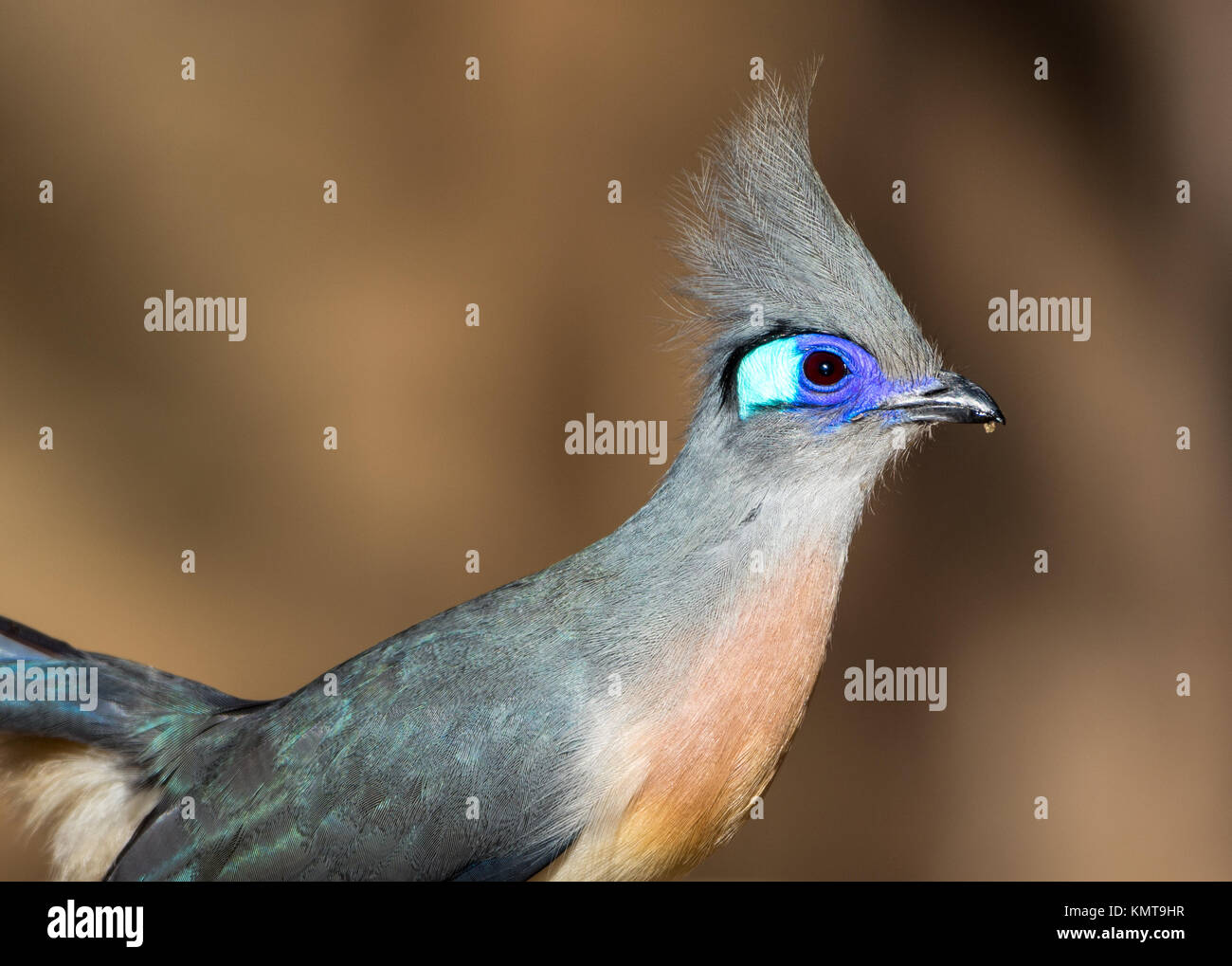 Crested Coua Coua Cristata High Resolution Stock Photography and Images ...