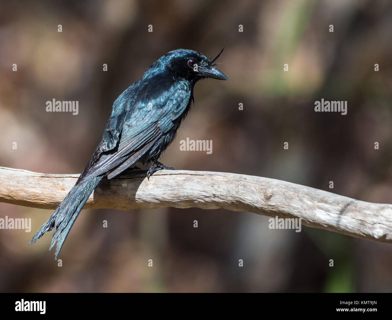 A Crested Drongo (Dicrurus forficatus) perched on a tree branch ...