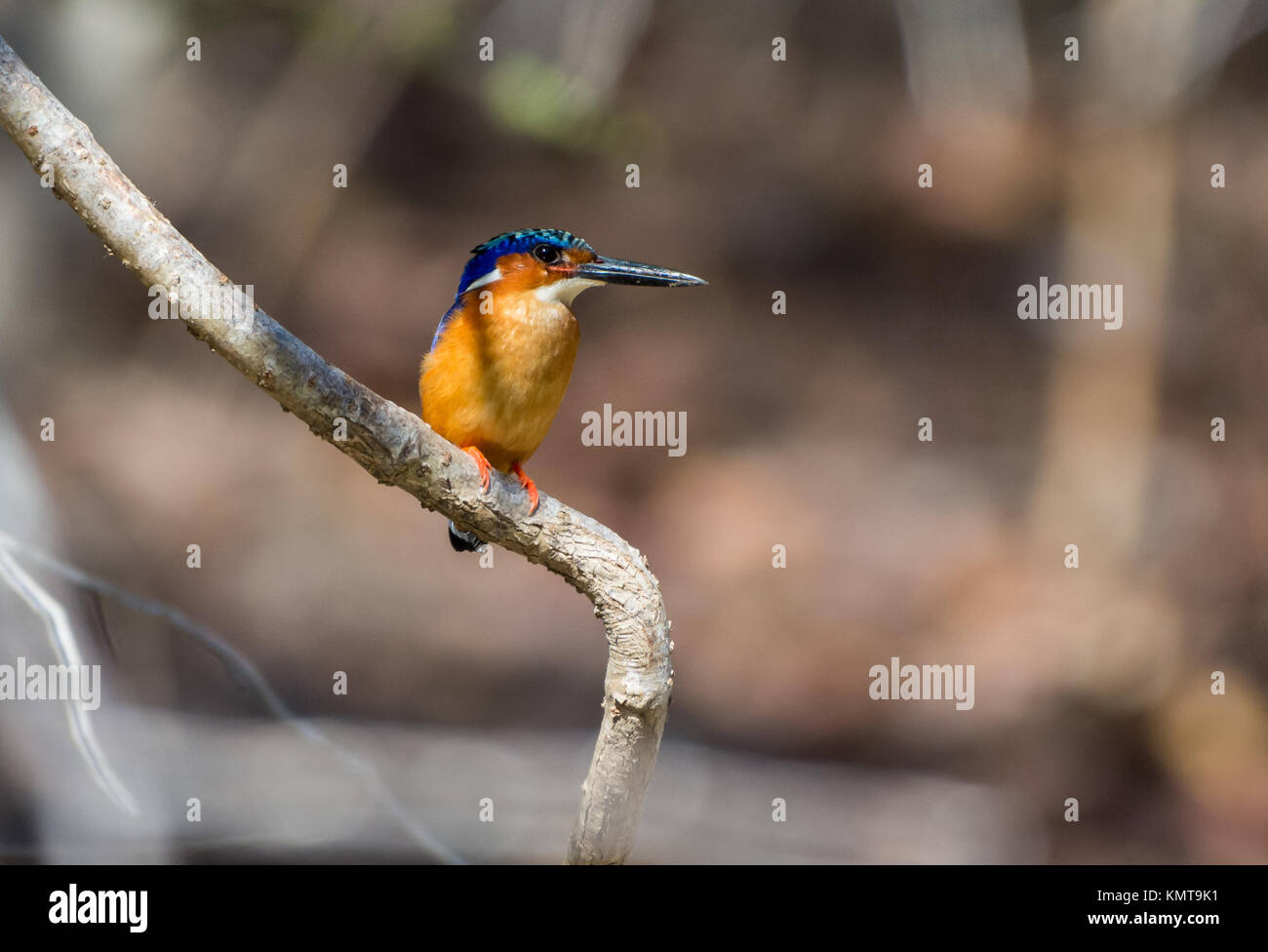 A Malagasy Kingfisher (Corythornis vintsioides) perched on a tree ...