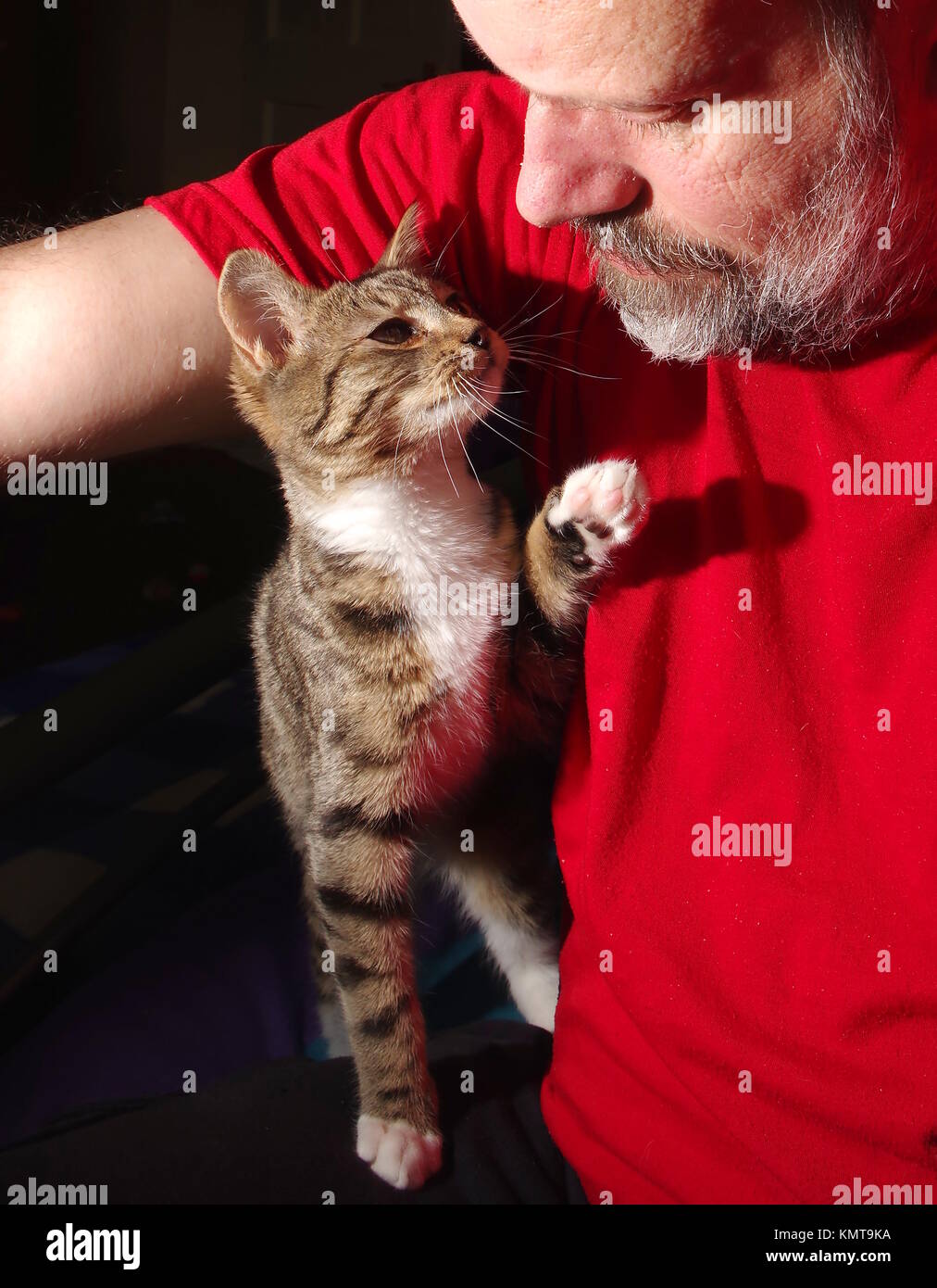 Man with tabby kitten Stock Photo - Alamy
