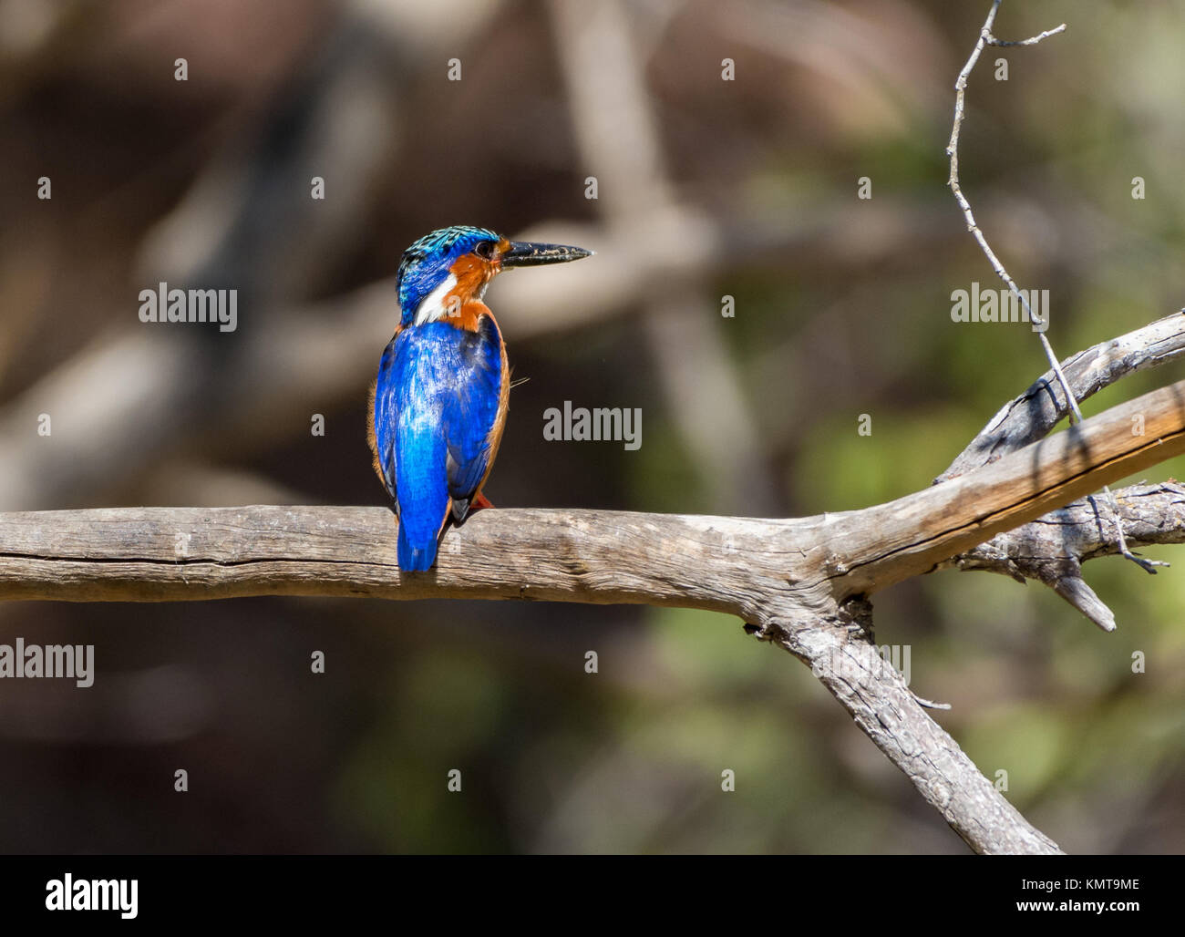 A Malagasy Kingfisher (Corythornis vintsioides) perched on a tree ...