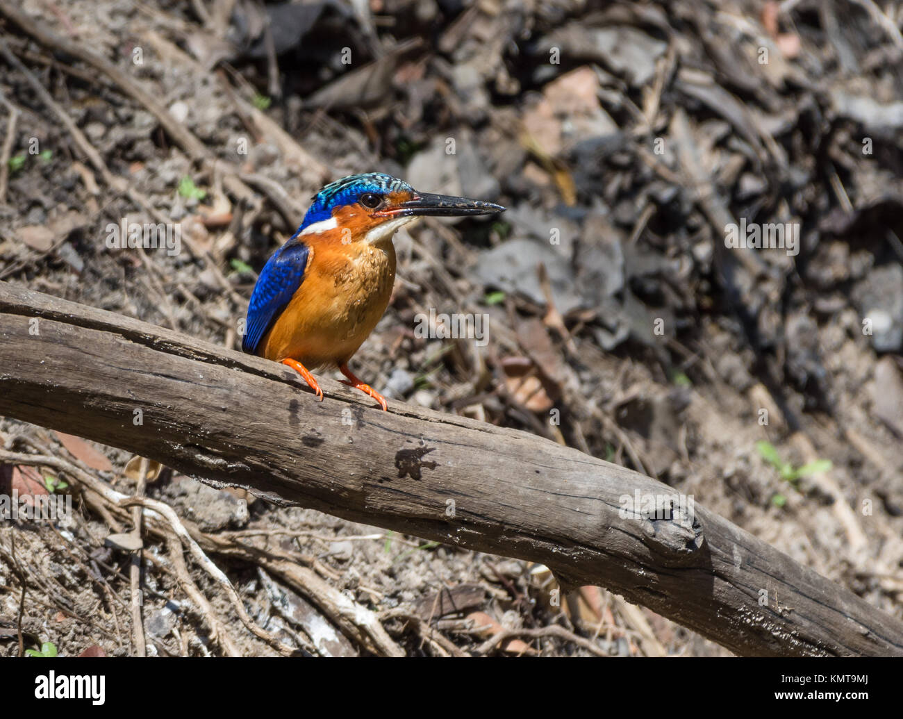 Madagascar kingfisher hi-res stock photography and images - Alamy