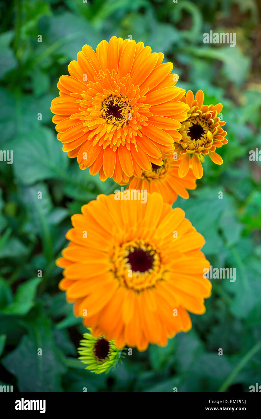 Orange Gerbera at a private green house farm in savar Stock Photo - Alamy