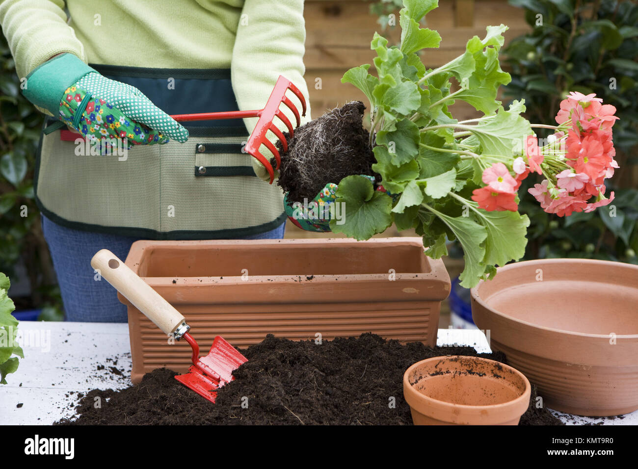 Transplant plant hi-res stock photography and images - Alamy
