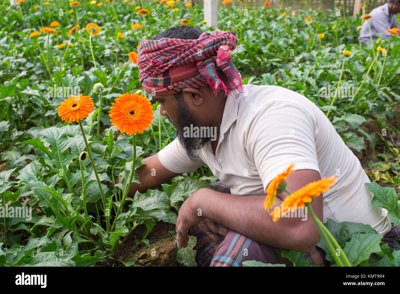 Gerbera Cultivation at a private green house farm in savar, Dhaka ...