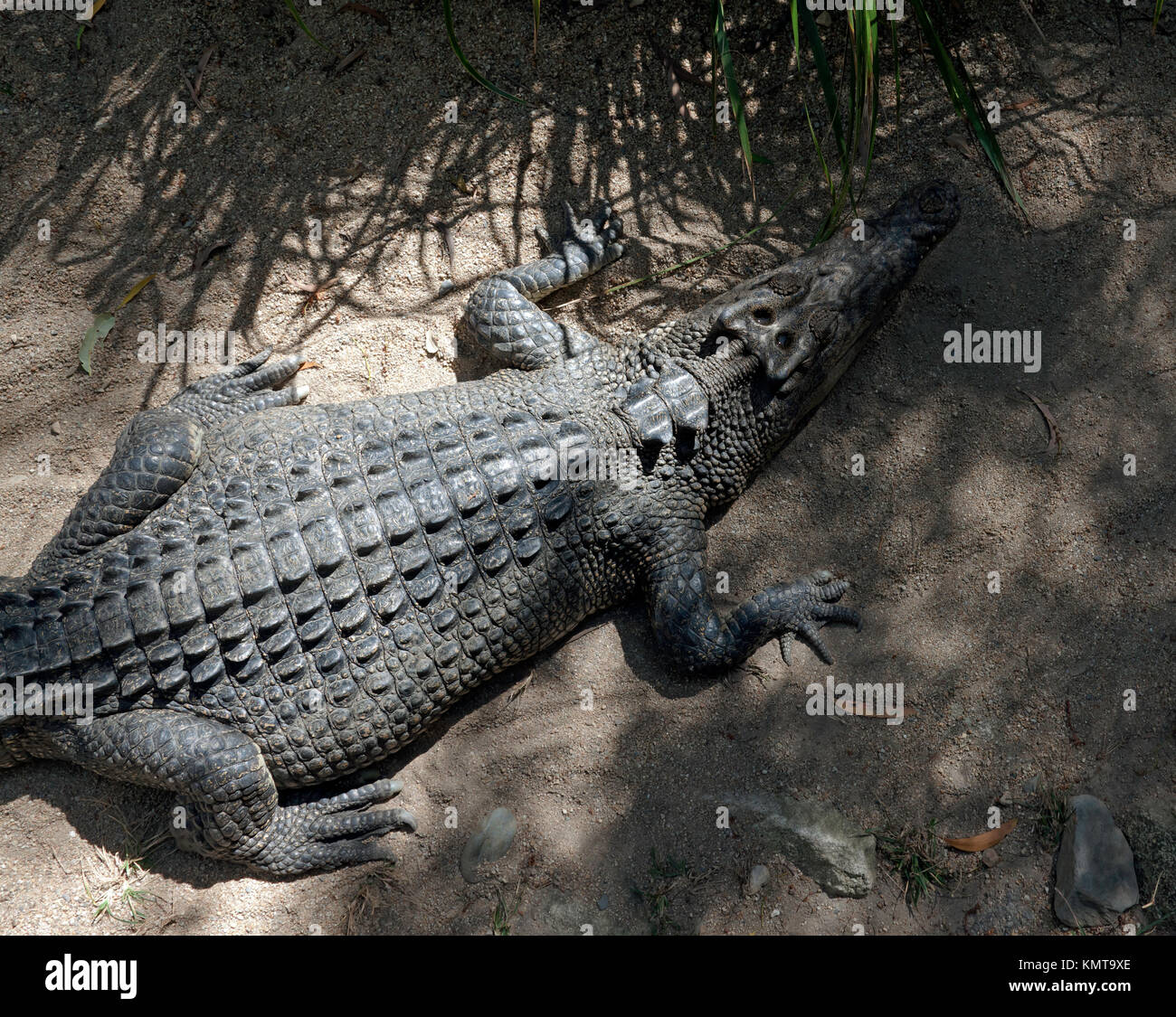 Saltwater crocodile crocodylus aerial hi-res stock photography and ...