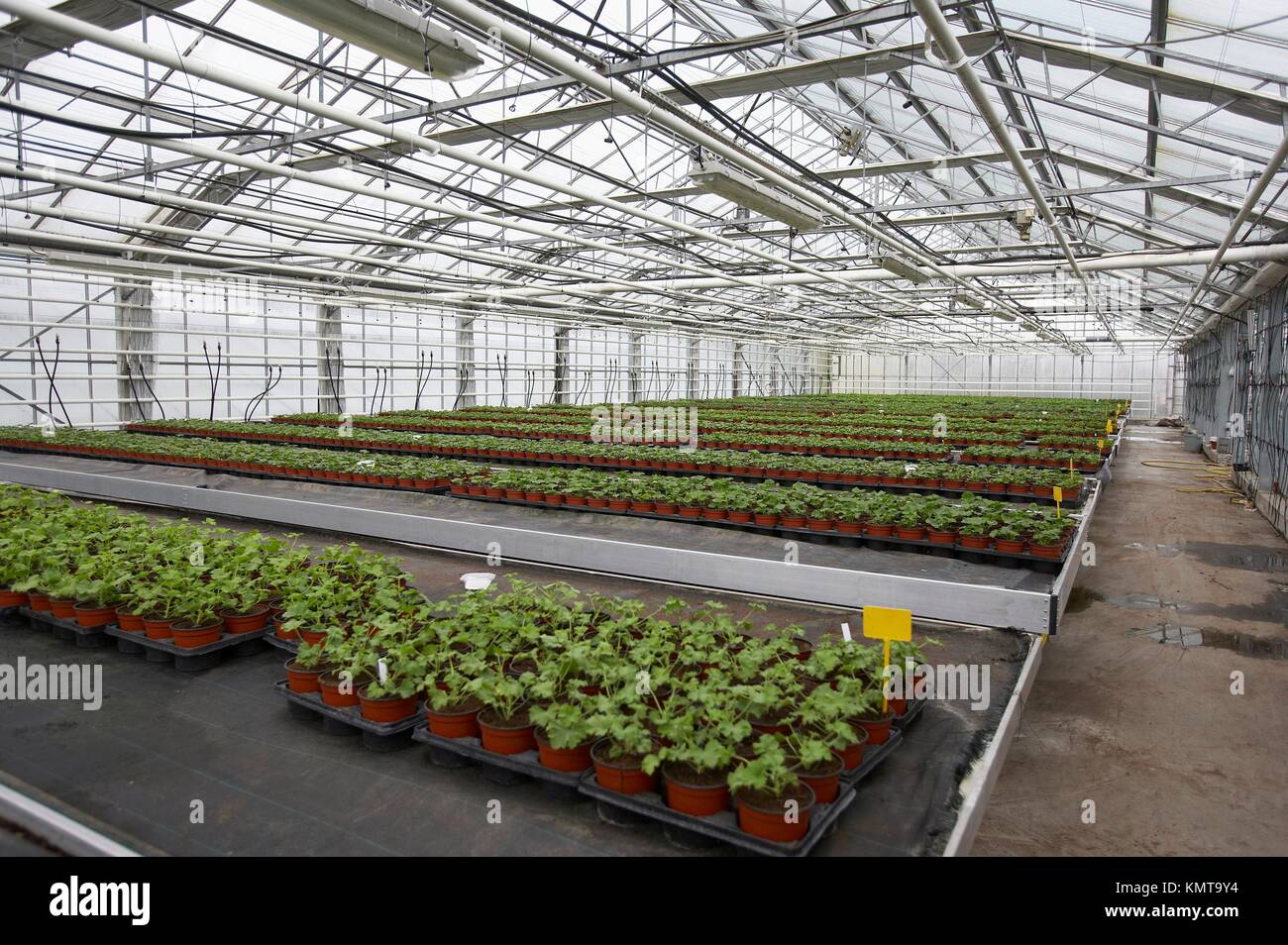 Geranium, Garden center, Basque Country, Spain Stock Photo - Alamy