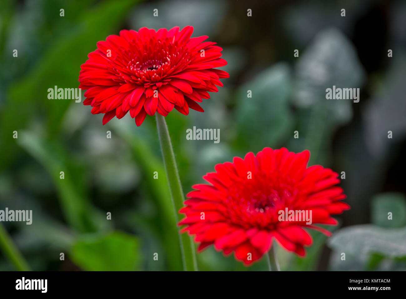 Magenta Gerbera at a private green house farm in savar Stock Photo - Alamy