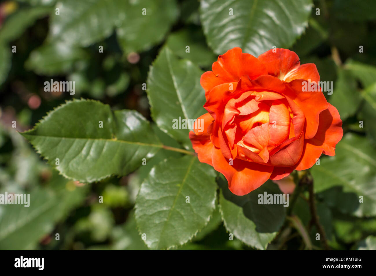 Red rose on the green field of the park Stock Photo - Alamy