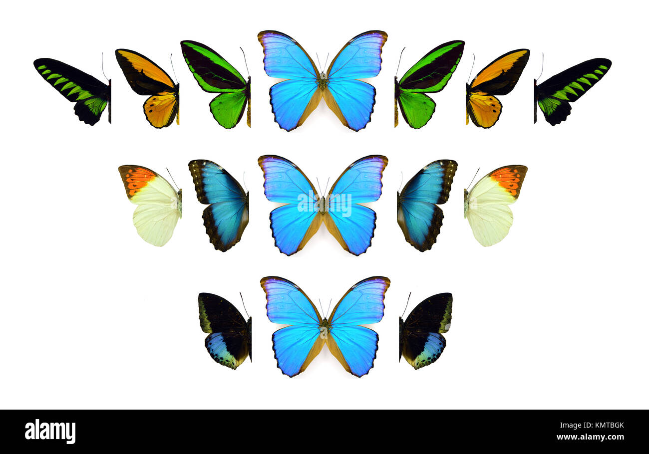 Collection of rainforest butterflies hi-res stock photography and ...