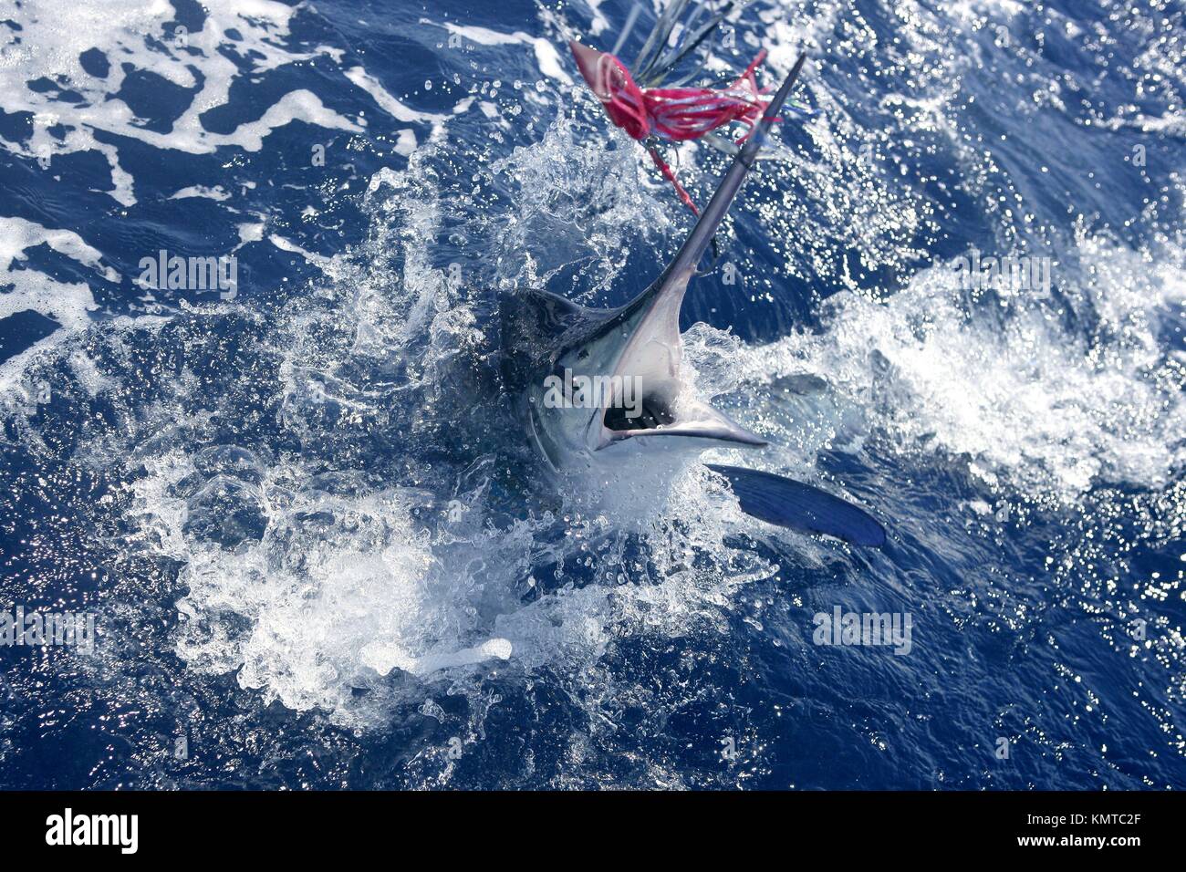 Atlantic white marlin big game sport fishing over blue ocean saltwater ...