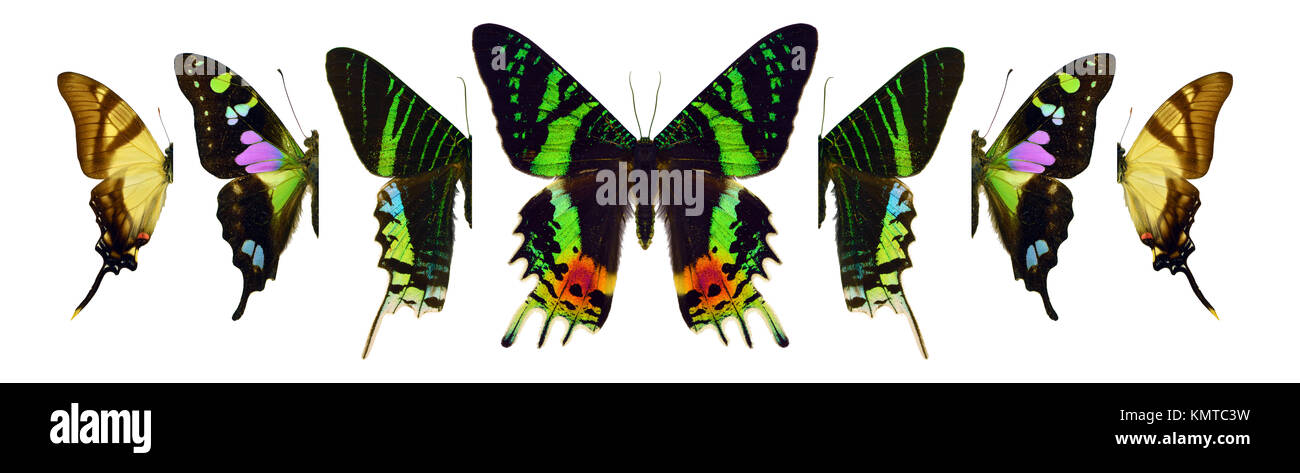 Collection of beautiful exotic colorful butterflies isolated on white ...