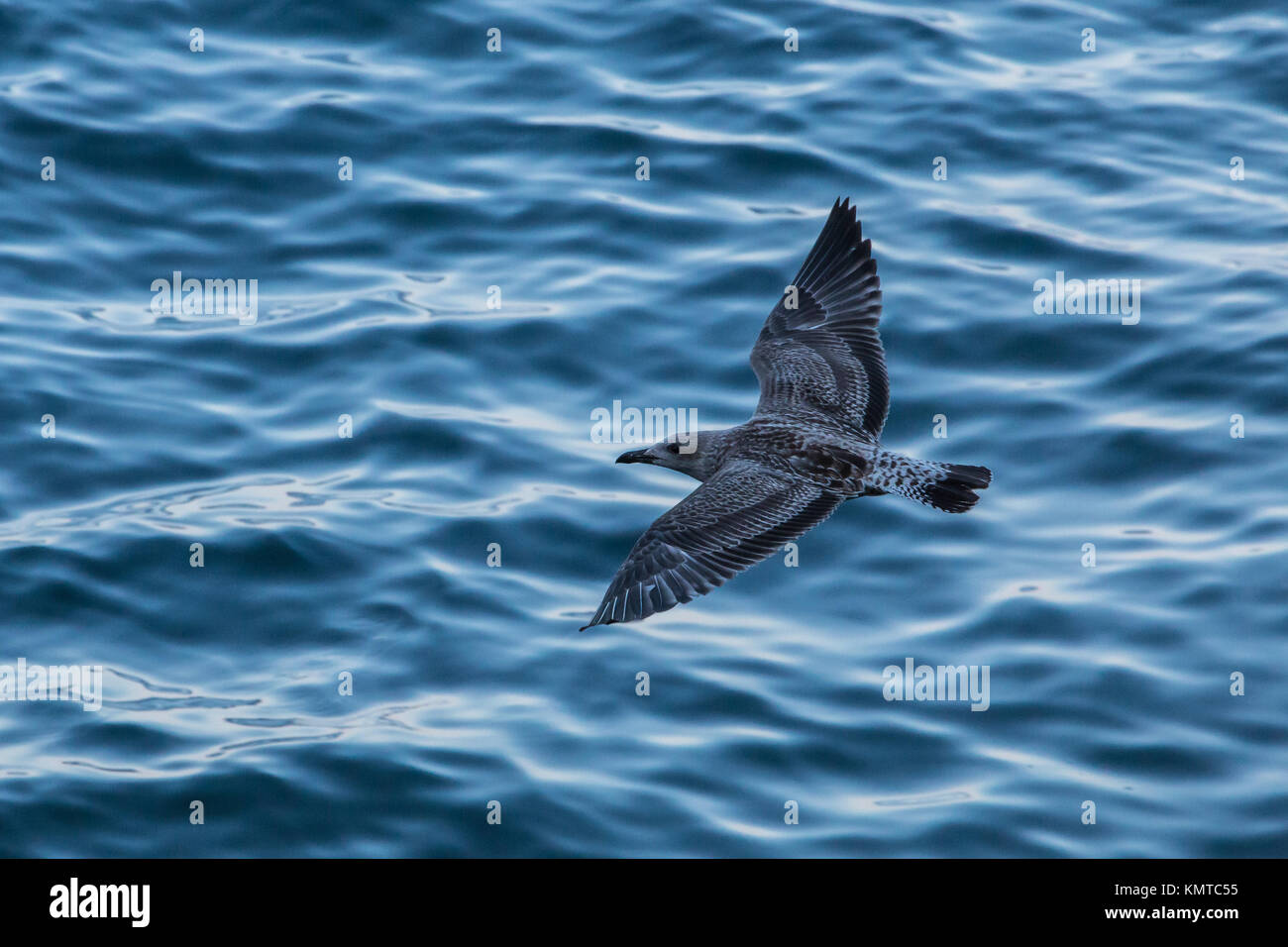 Flying mew gulls hi-res stock photography and images - Alamy
