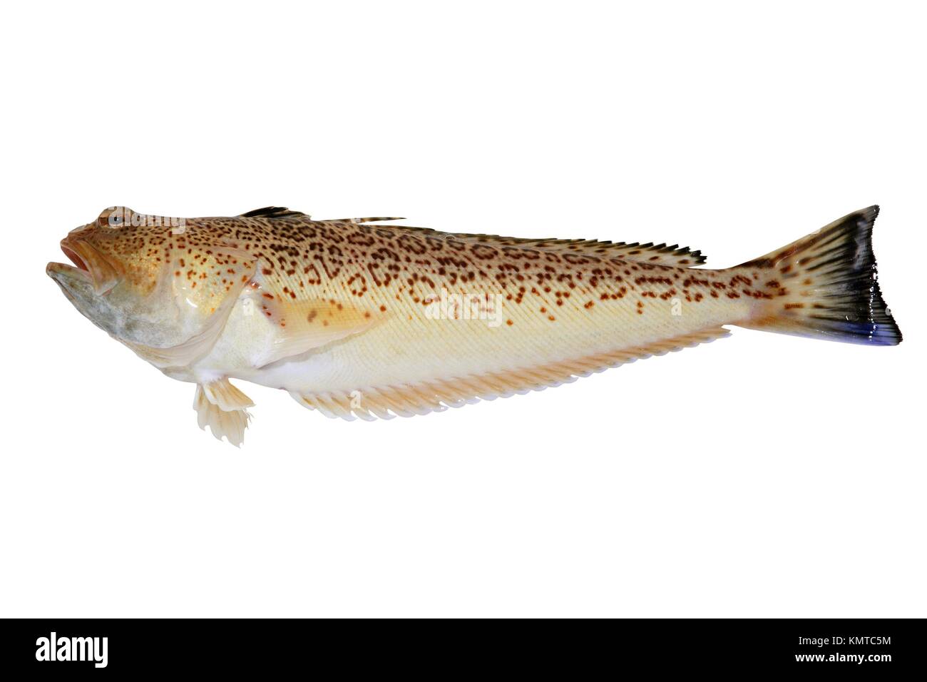 Trachinus araneus Mediterranean Spotted Weever fish isolated on white ...