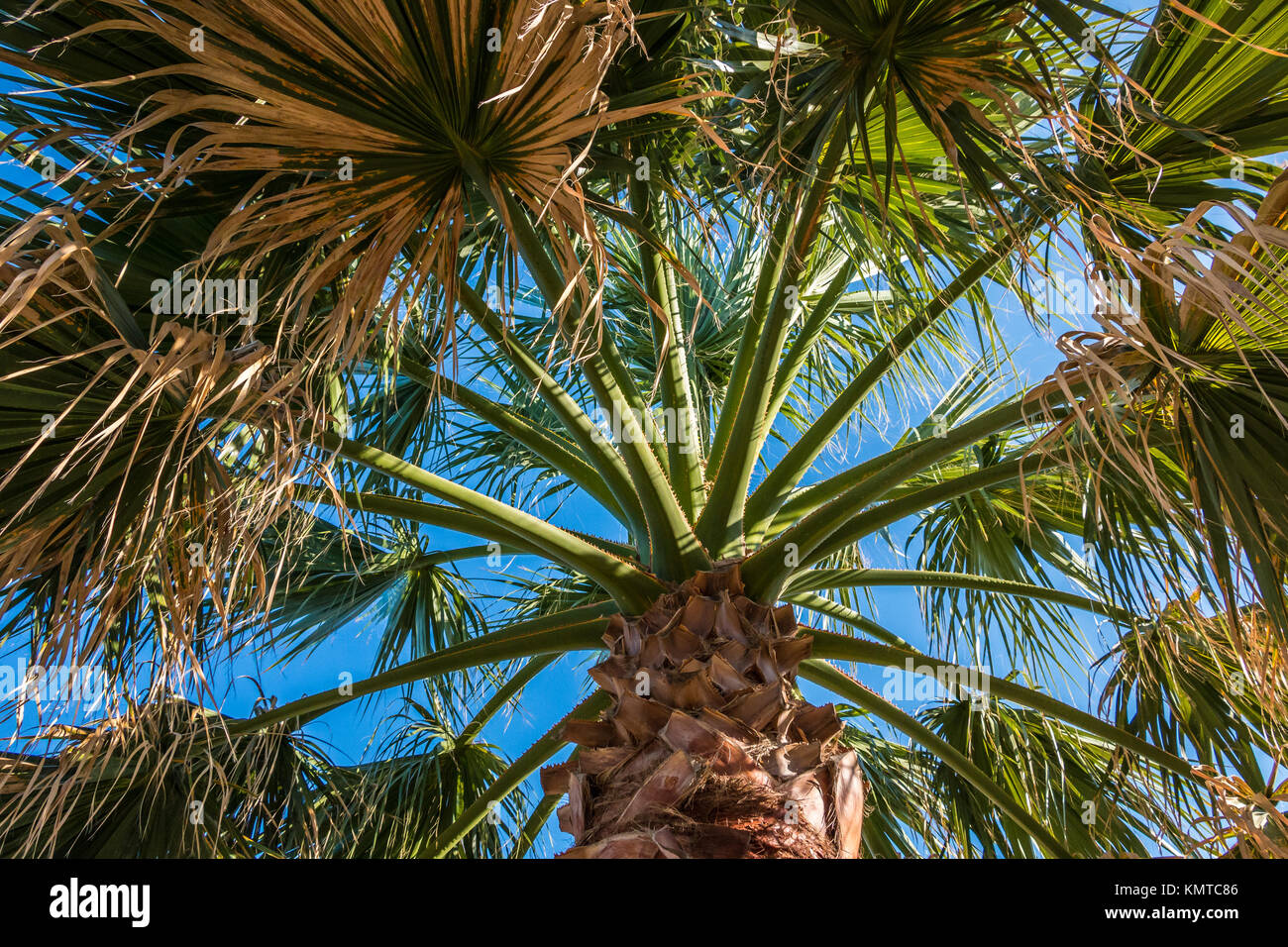 Big palm tree and blue sky in Turkey Stock Photo - Alamy