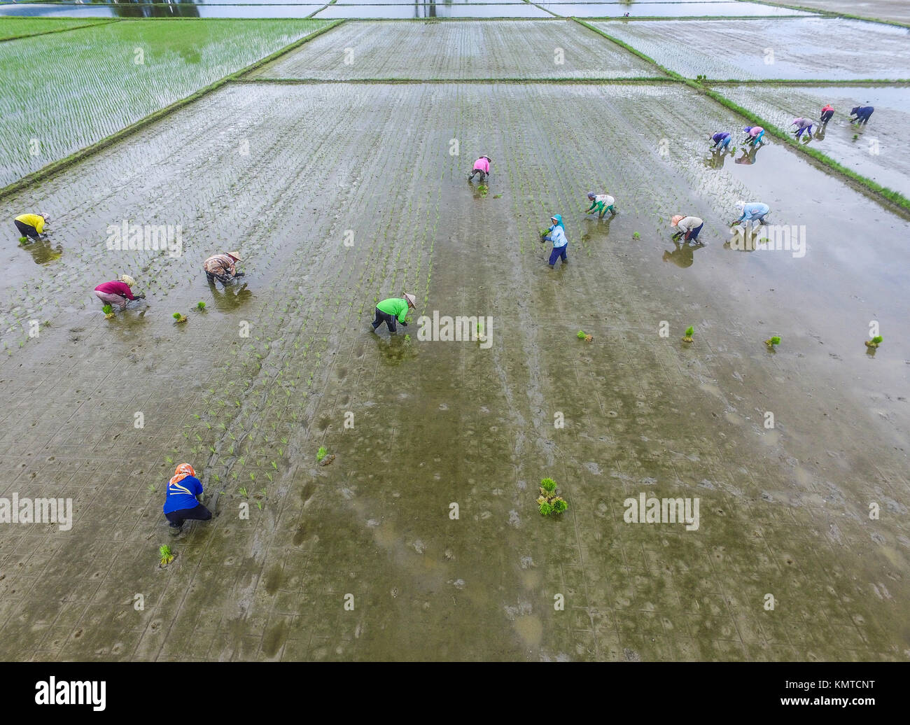 Farmer planting rice in South Sulawesi - Indonesia Stock Photo - Alamy