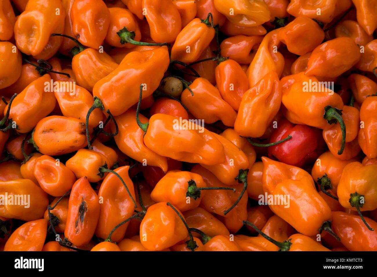 Spicy Halloween Bright Orange Habanero Chili Peppers Habanera Capsicum ...