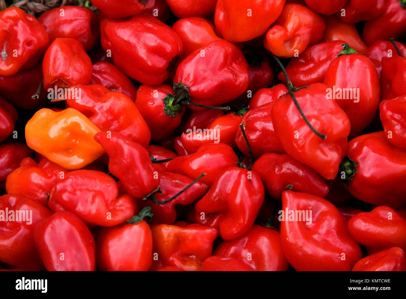 Habanera pepper hi-res stock photography and images - Alamy