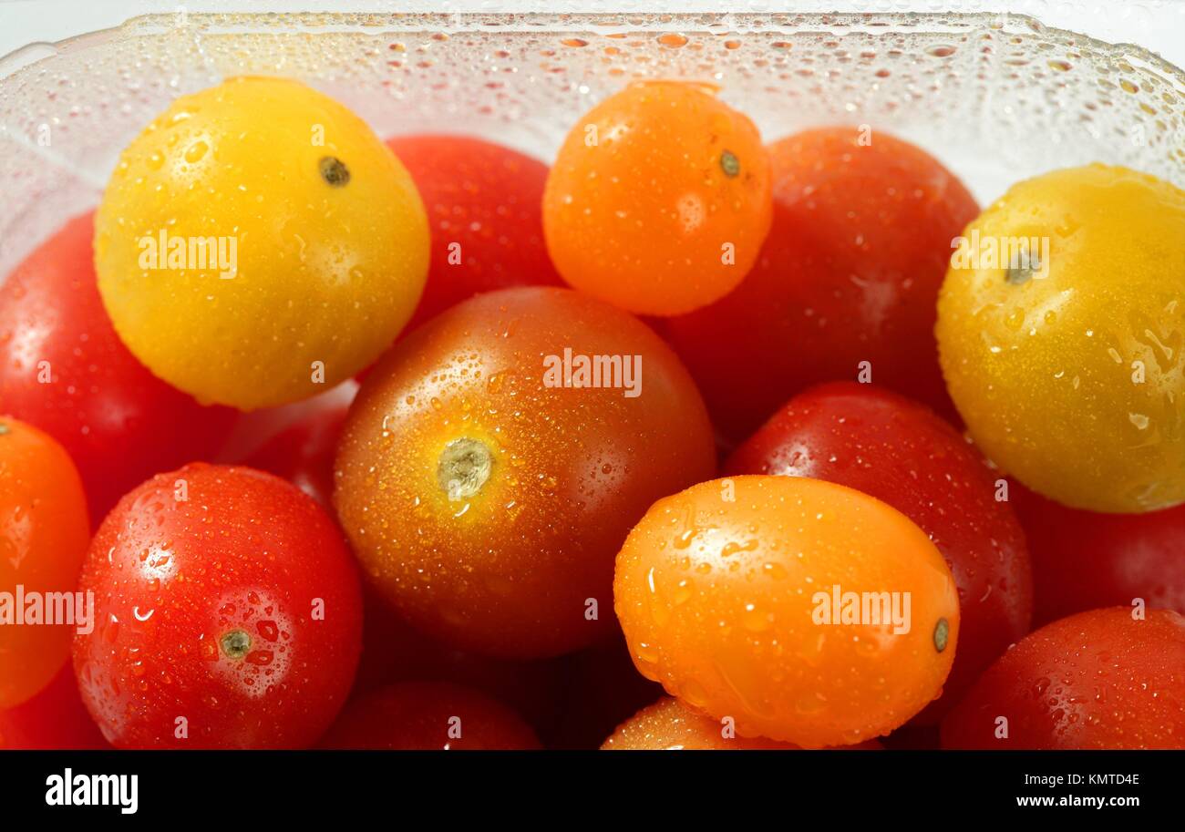Little cherry varied multi color tomatoes, at studio, white background ...