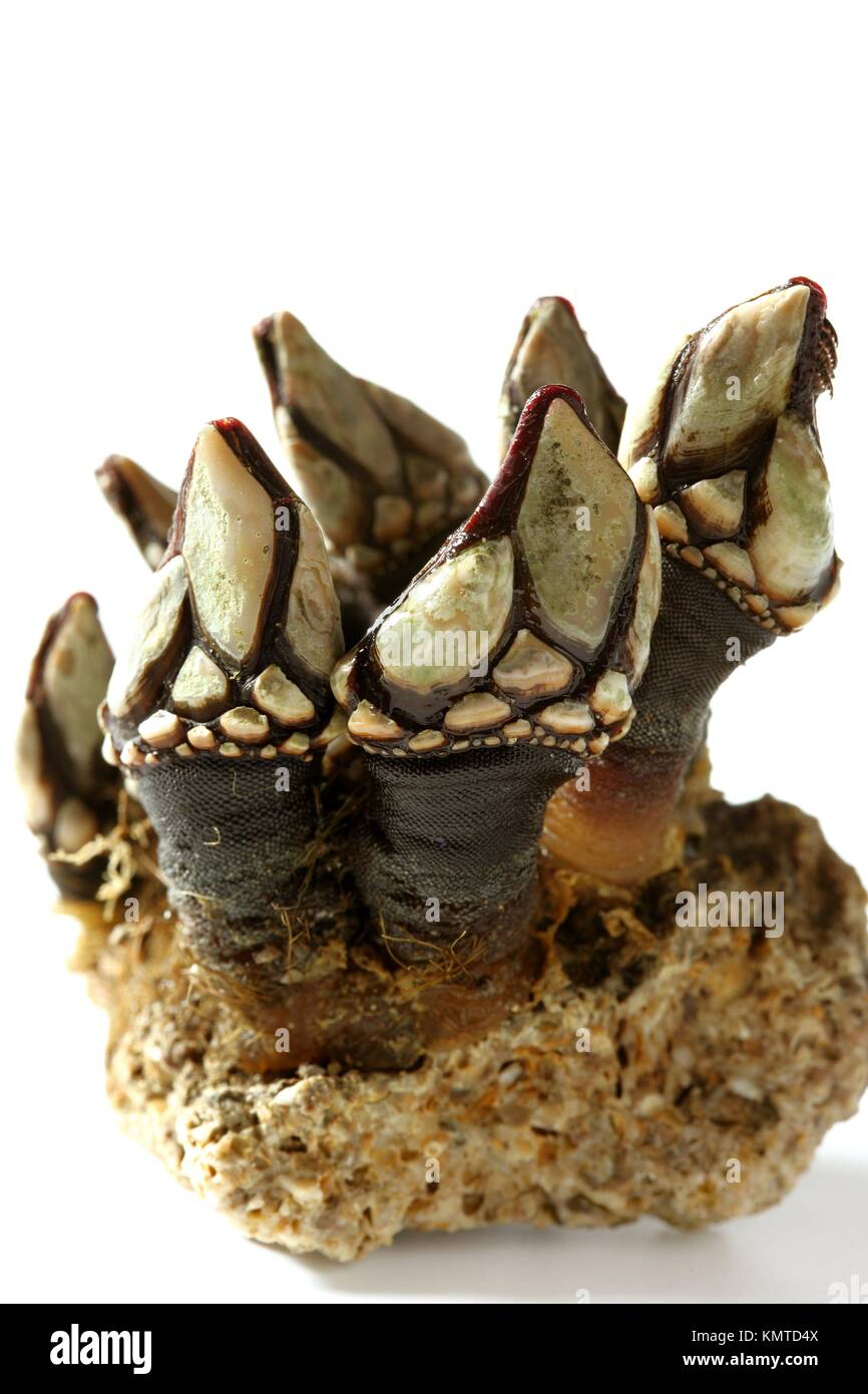 Barnacles, macro studio shot, white background Stock Photo - Alamy