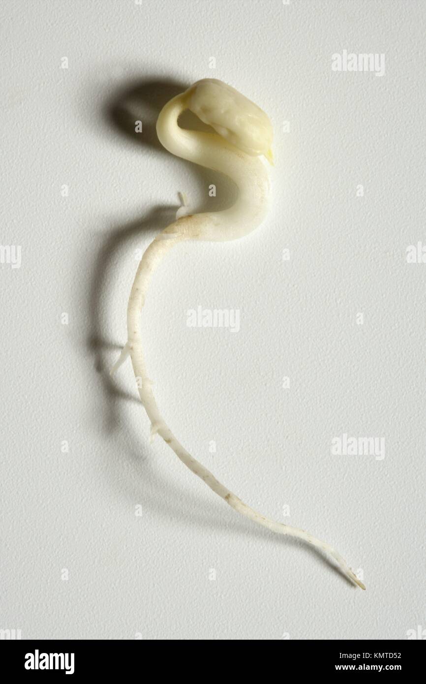 Soy bean outbreak. Life growing from soya seed, embryo Stock Photo - Alamy