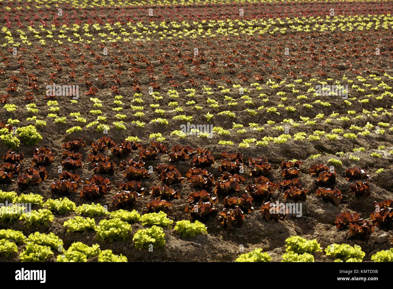 Baby living leaf lettuce hi-res stock photography and images - Alamy