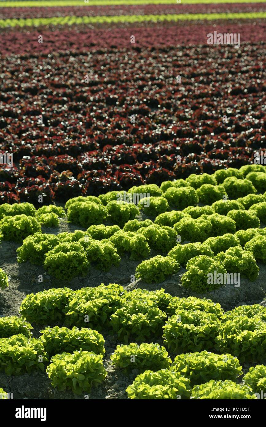 Baby living leaf lettuce hi-res stock photography and images - Alamy
