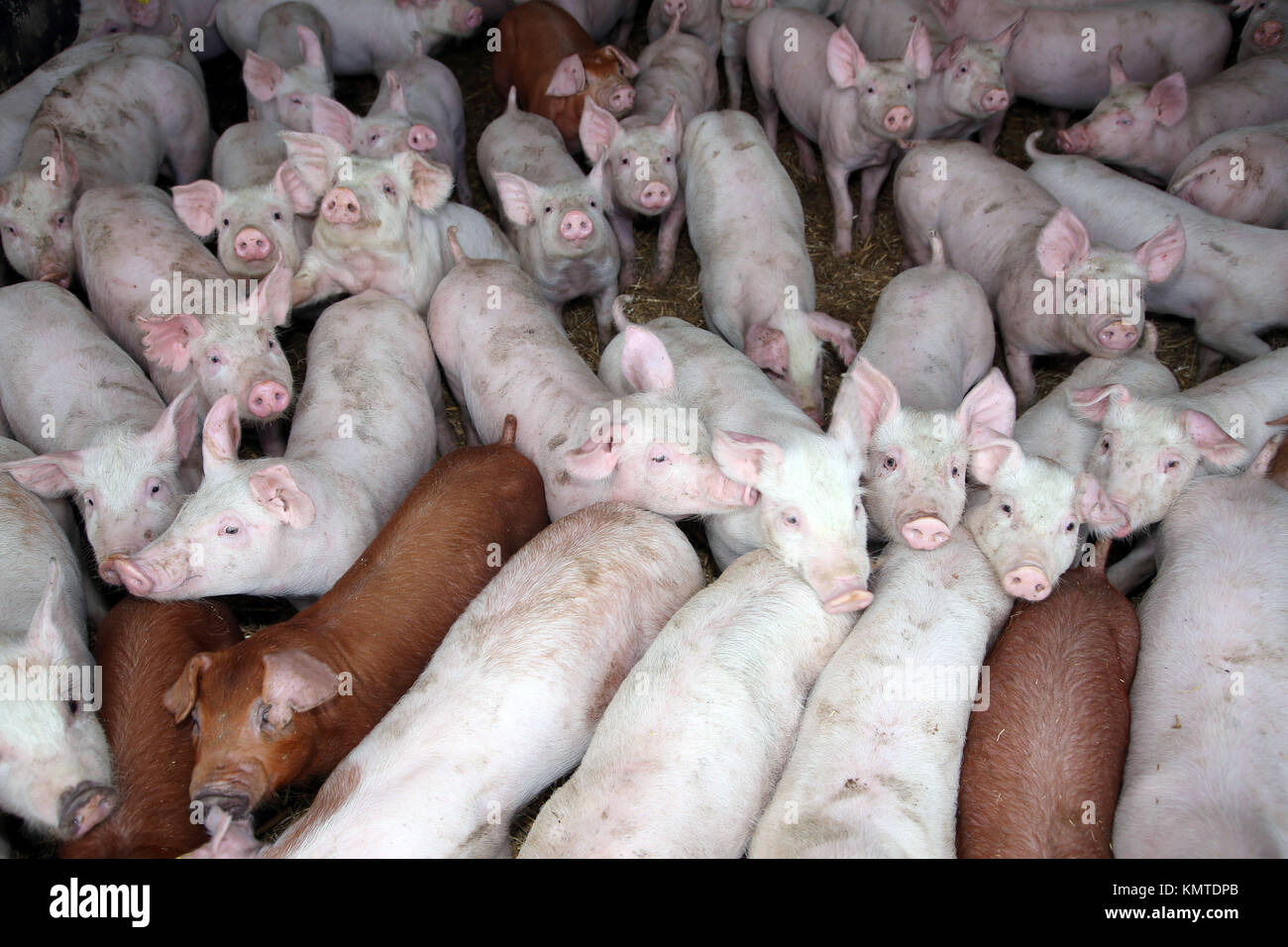 Photo of pink colored piglets from above at animal farm Stock Photo - Alamy