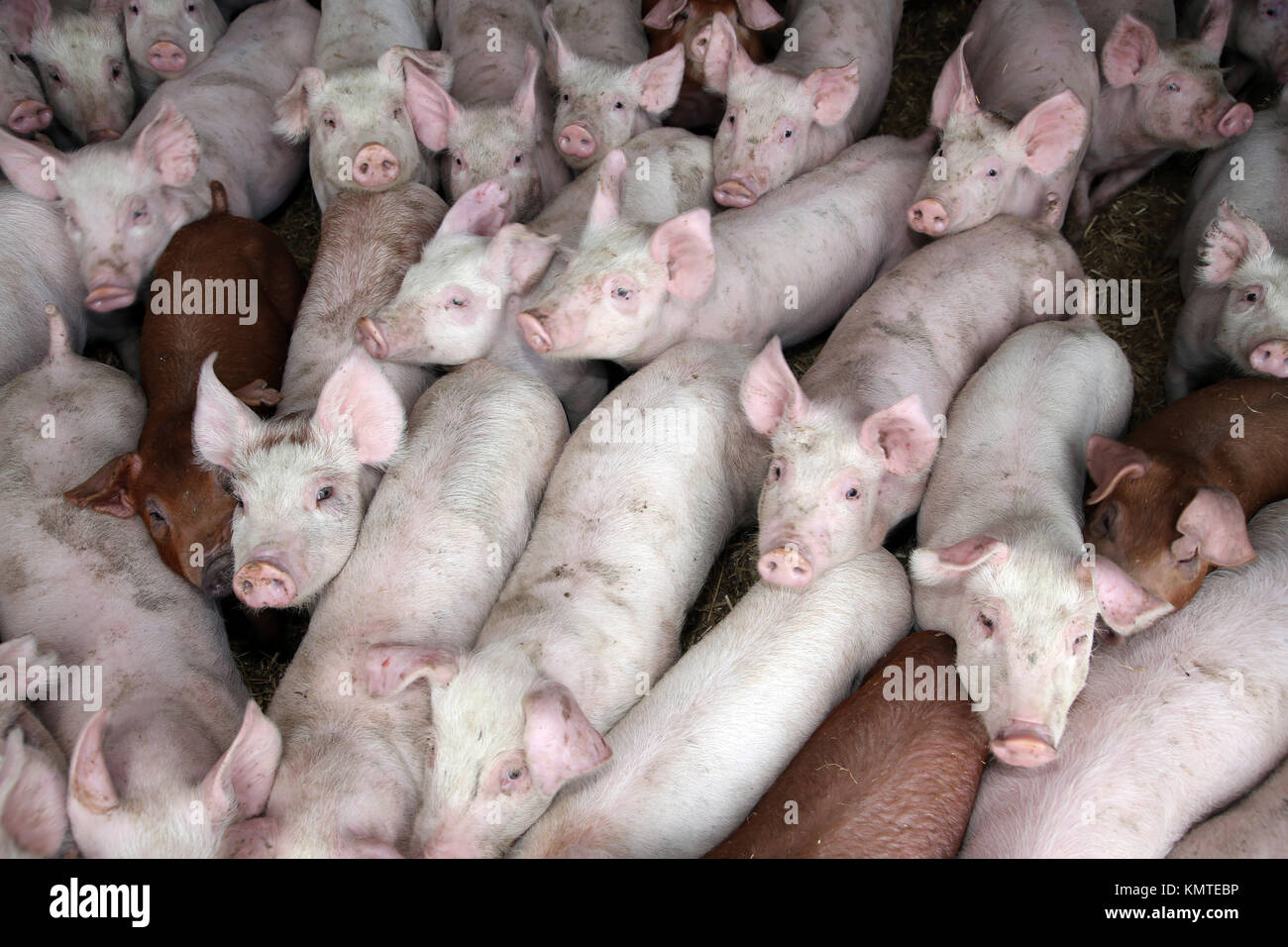 Group of few weeks old piglets at rural bio animal farm Stock Photo - Alamy