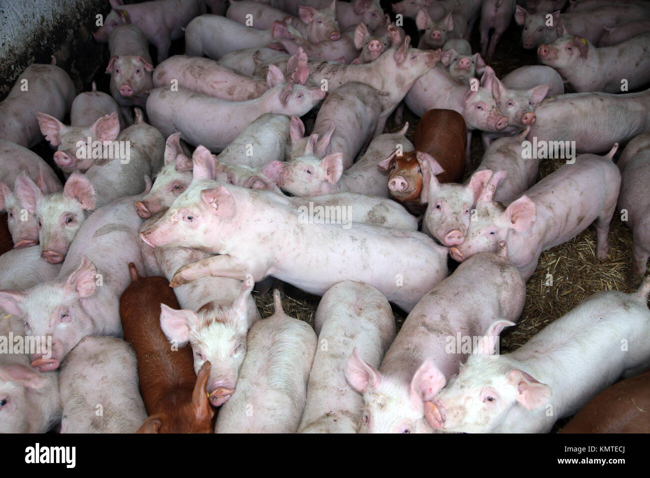 Photo of pink colored piglets from above at animal farm rural scene ...