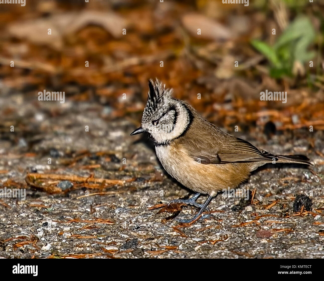 A beautiful and colorful crested tit in a mountain Fall landscape Stock ...