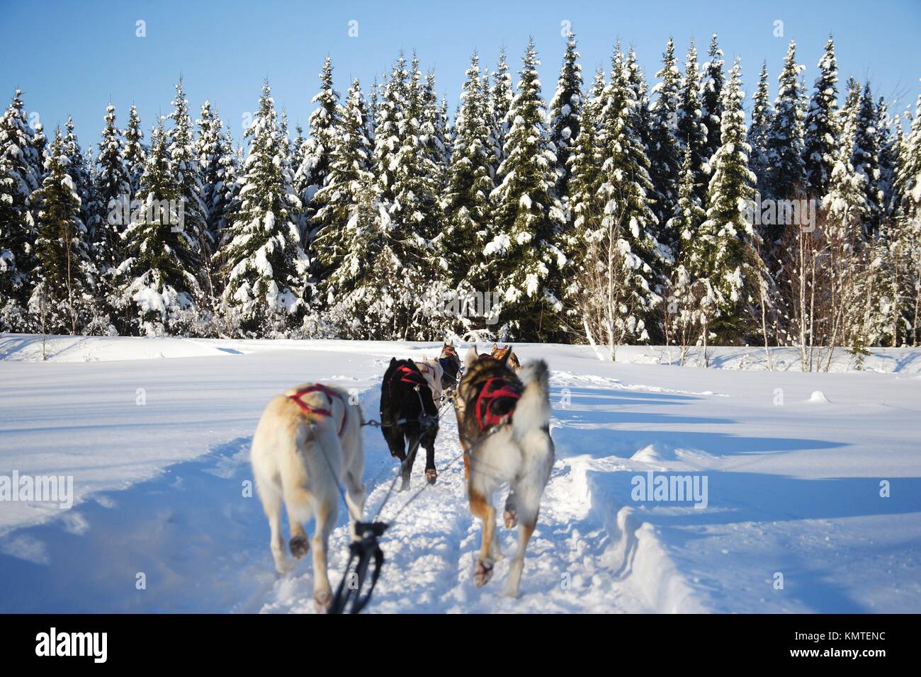 Dogs in quebec hi-res stock photography and images - Alamy
