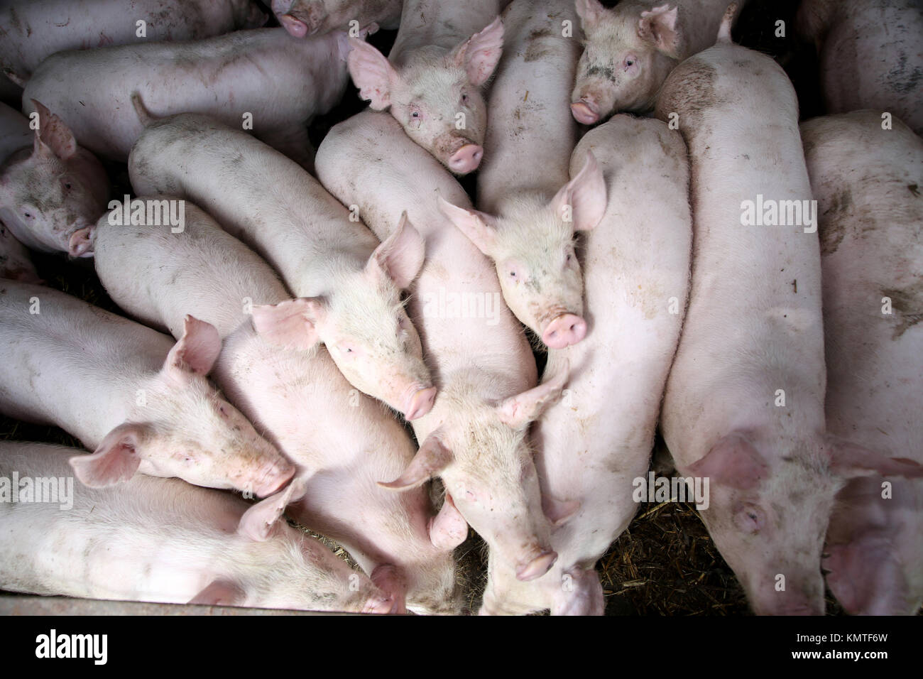 Livestock breeding. Picture from above group of pigs in farm yard Stock ...