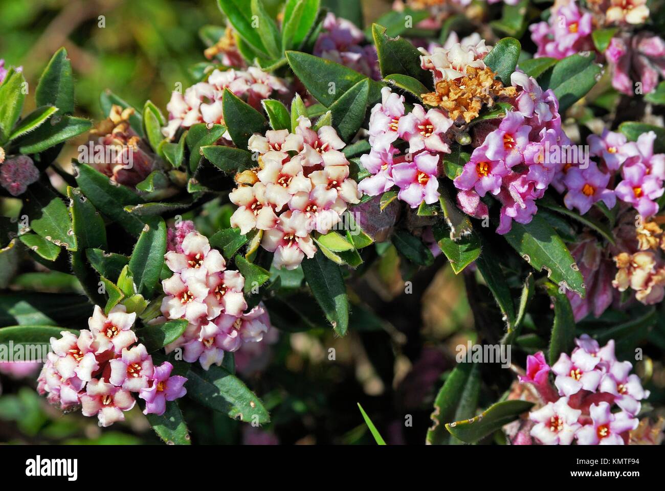 Daphne sericea hi-res stock photography and images - Alamy