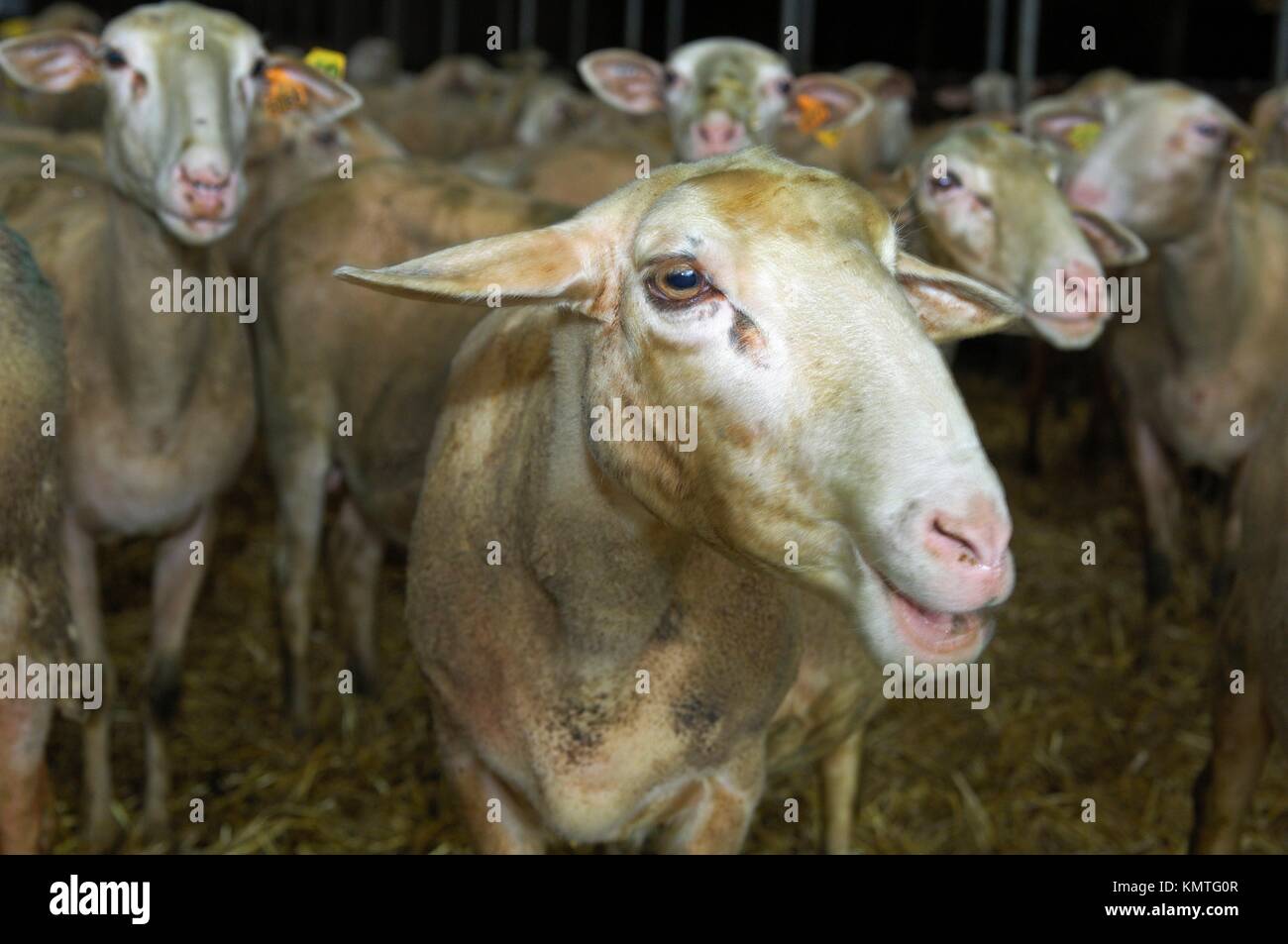 Lacaune sheep hi-res stock photography and images - Alamy