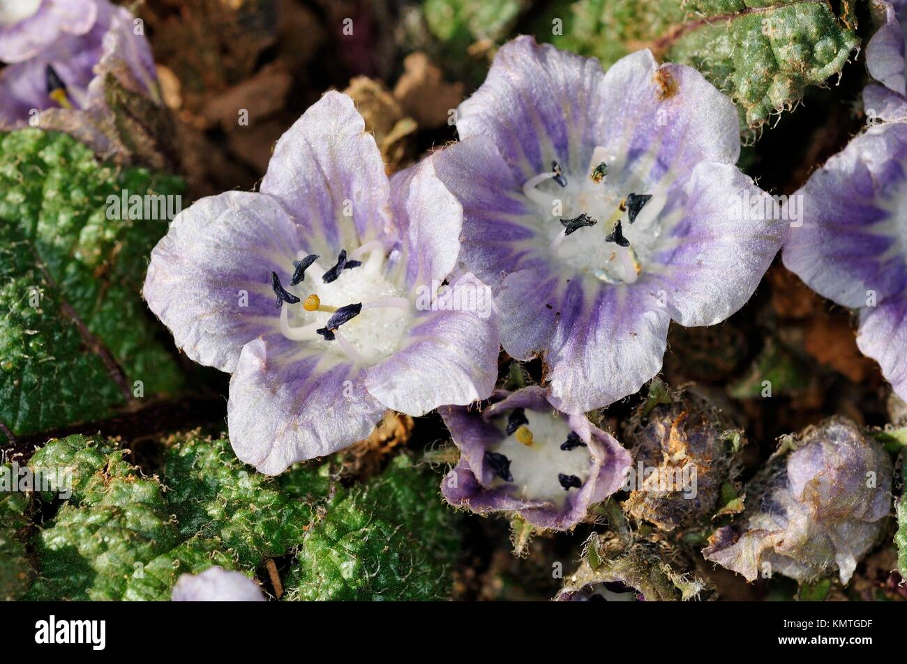 Mandrake plant hi-res stock photography and images - Alamy