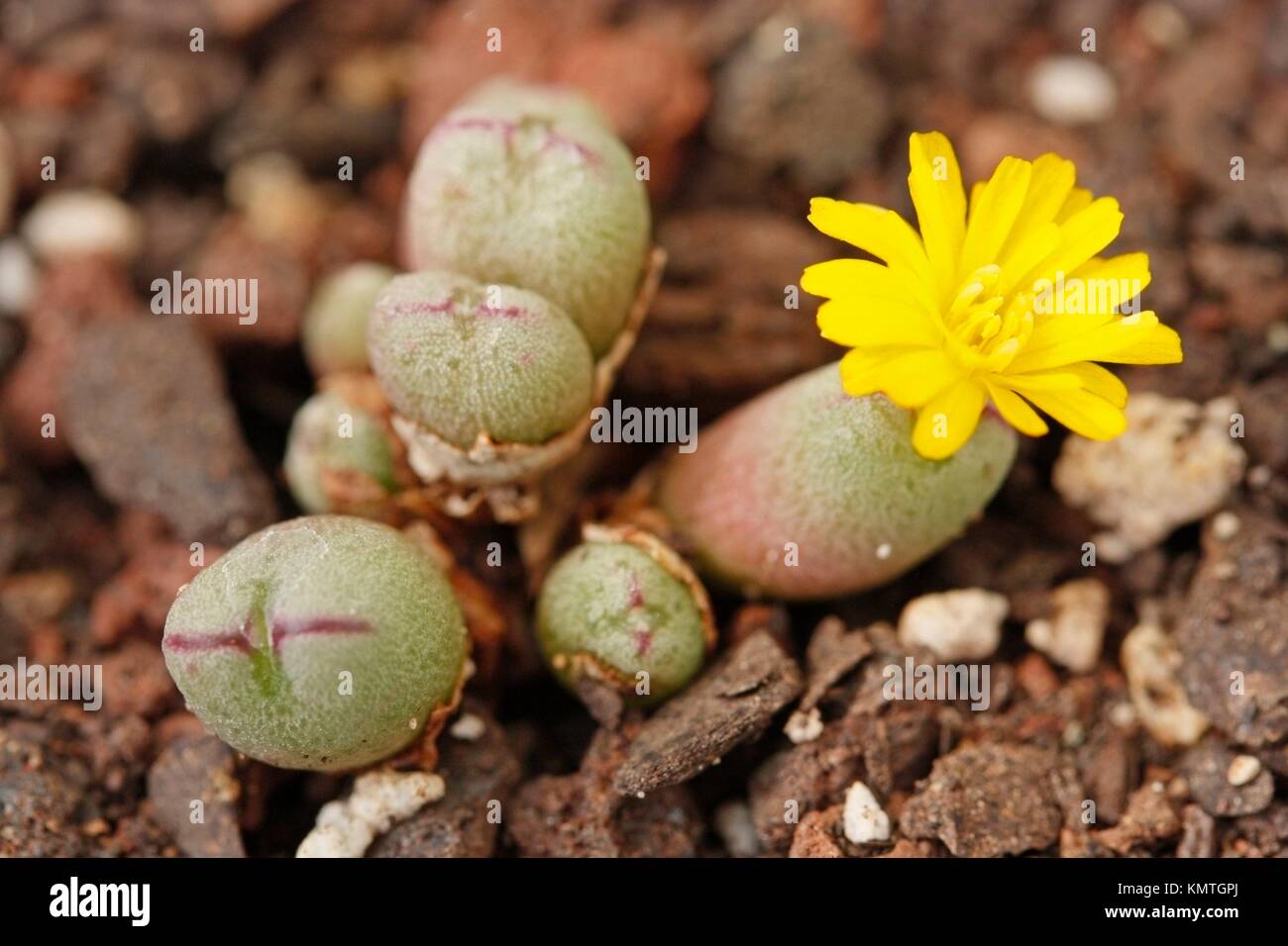 Conophytum aff. longibracteatum Stock Photo - Alamy
