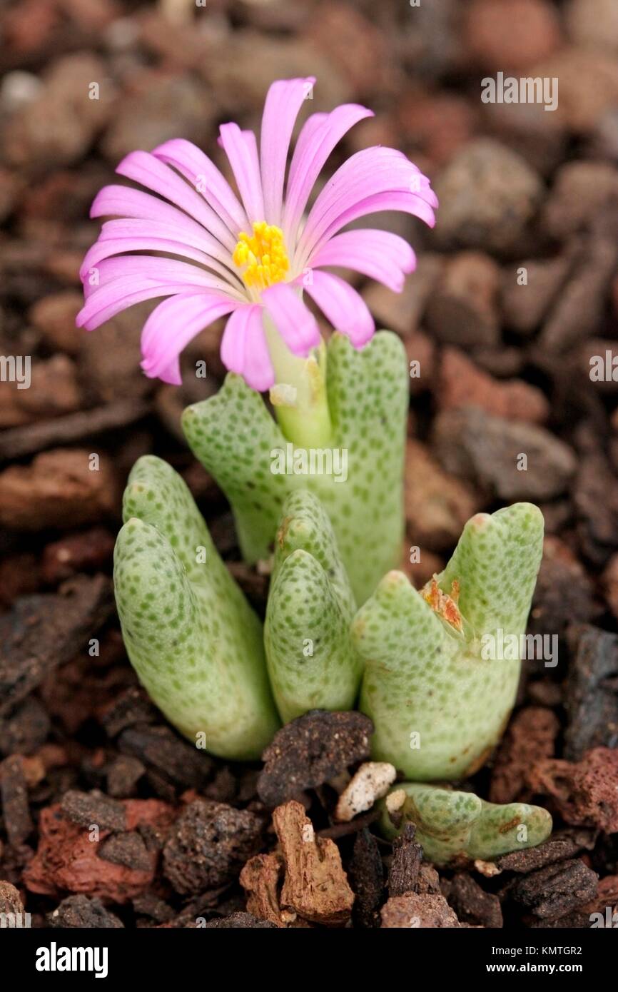 Conophytum marginatum ssp. littlewoodii Stock Photo - Alamy