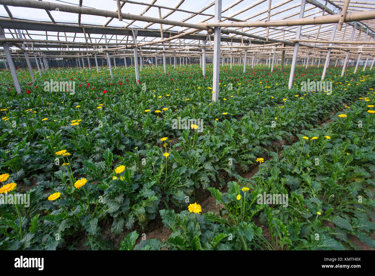 Gerbera Cultivation at a private green house farm in savar, Dhaka ...
