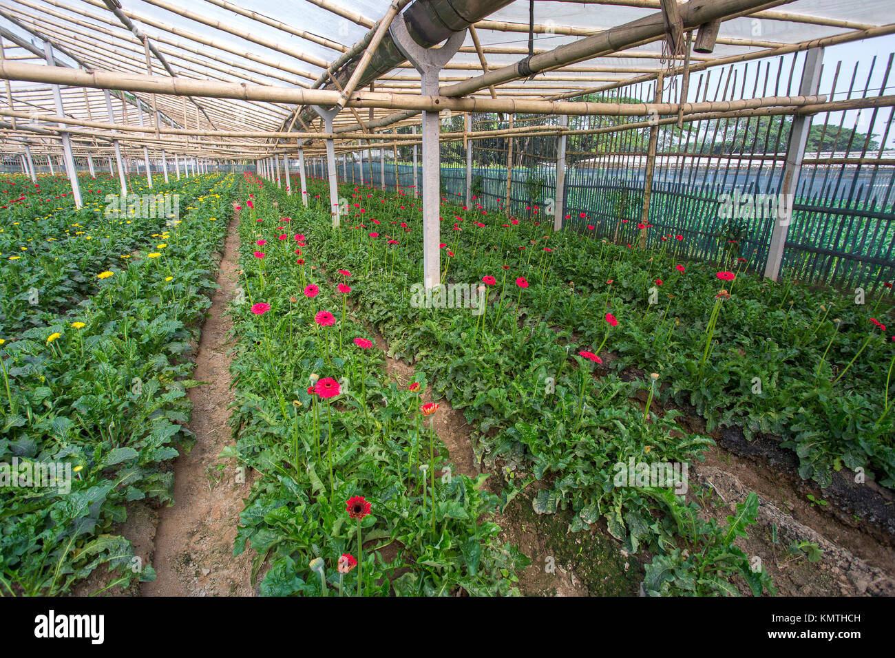 Gerbera Cultivation at a private green house farm in savar, Dhaka ...