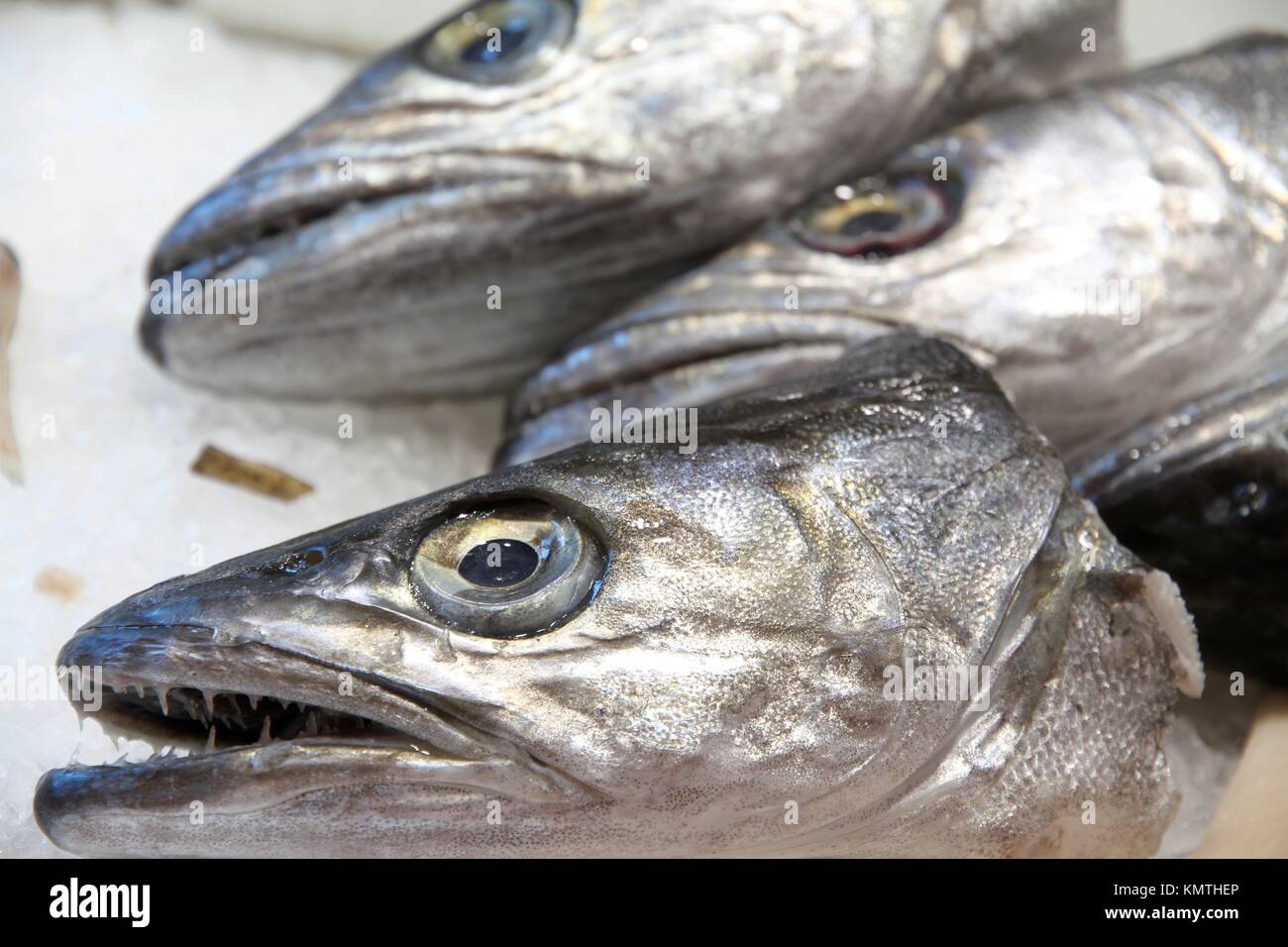 Heads of hakes at a fishmonger´s, Burjassot market, Valencia province ...