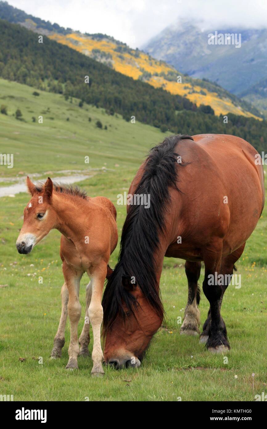 Horses in the Pyrenees mountains , Beret, Lerida, Catalonia, Spain ...