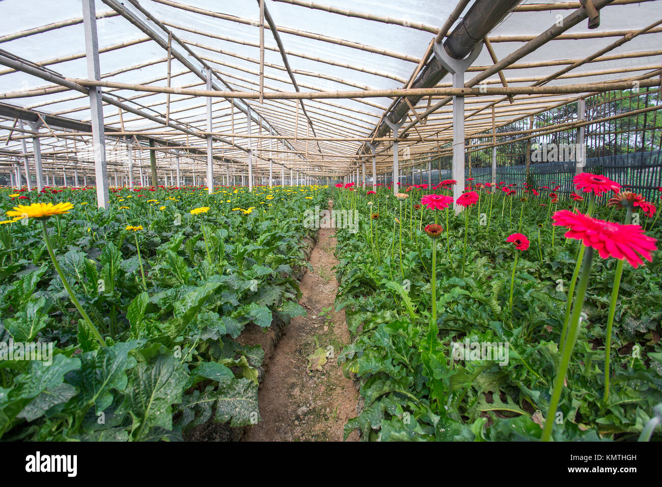 Gerbera Cultivation at a private green house farm in savar, Dhaka ...