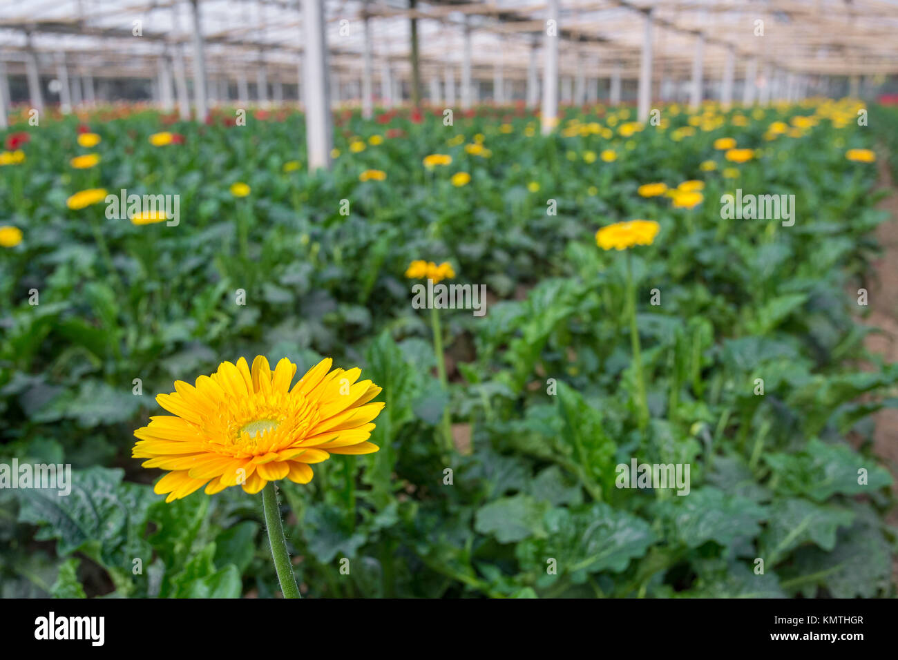 Gerbera Cultivation at a private green house farm in savar, Dhaka ...