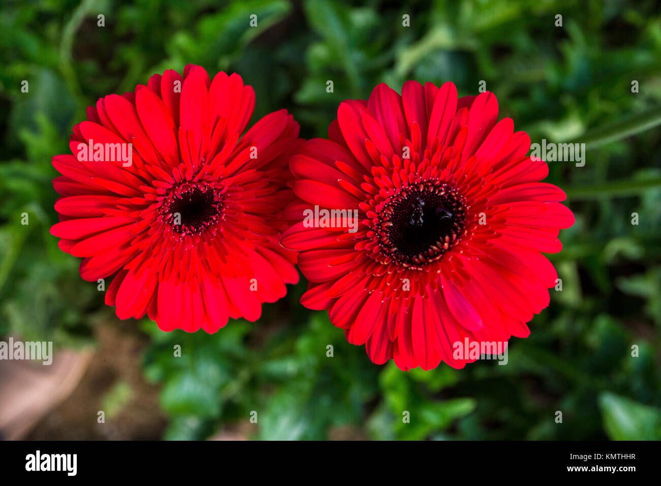 Two Magenta Gerbera at a private green house farm in savar Stock Photo ...