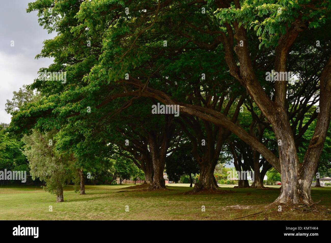 Raintree (Samanea saman) in a park, Townsville, Queensland, Australia ...