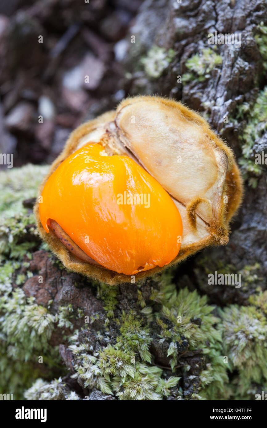 Tamarind leaf hi-res stock photography and images - Alamy