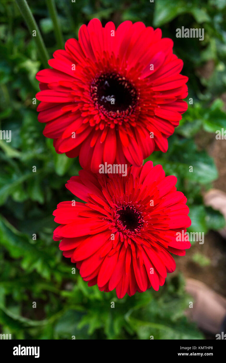 Two Magenta Gerbera at a private green house farm in savar Stock Photo ...